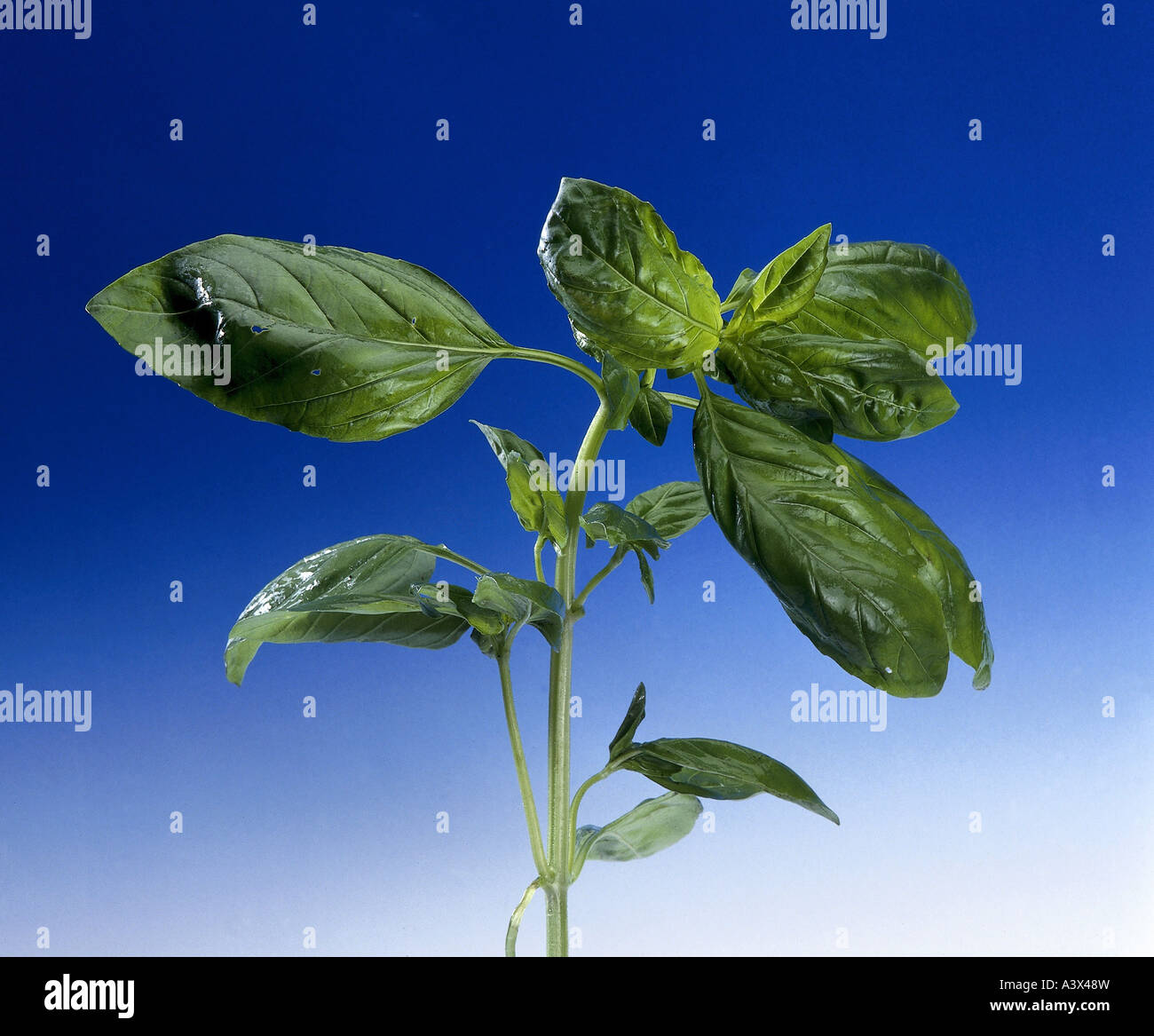 botany, Basil, (Ocimum basilicum), leaves, at shoot, studio shot, St ...