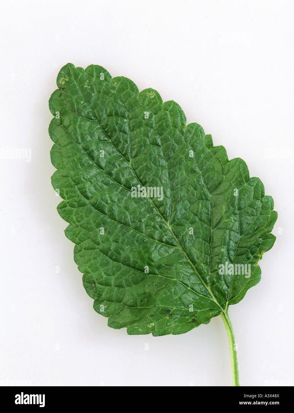 botany, Lemon balm, (Melissa officinalis), leaf, studio shot, Labiatae ...