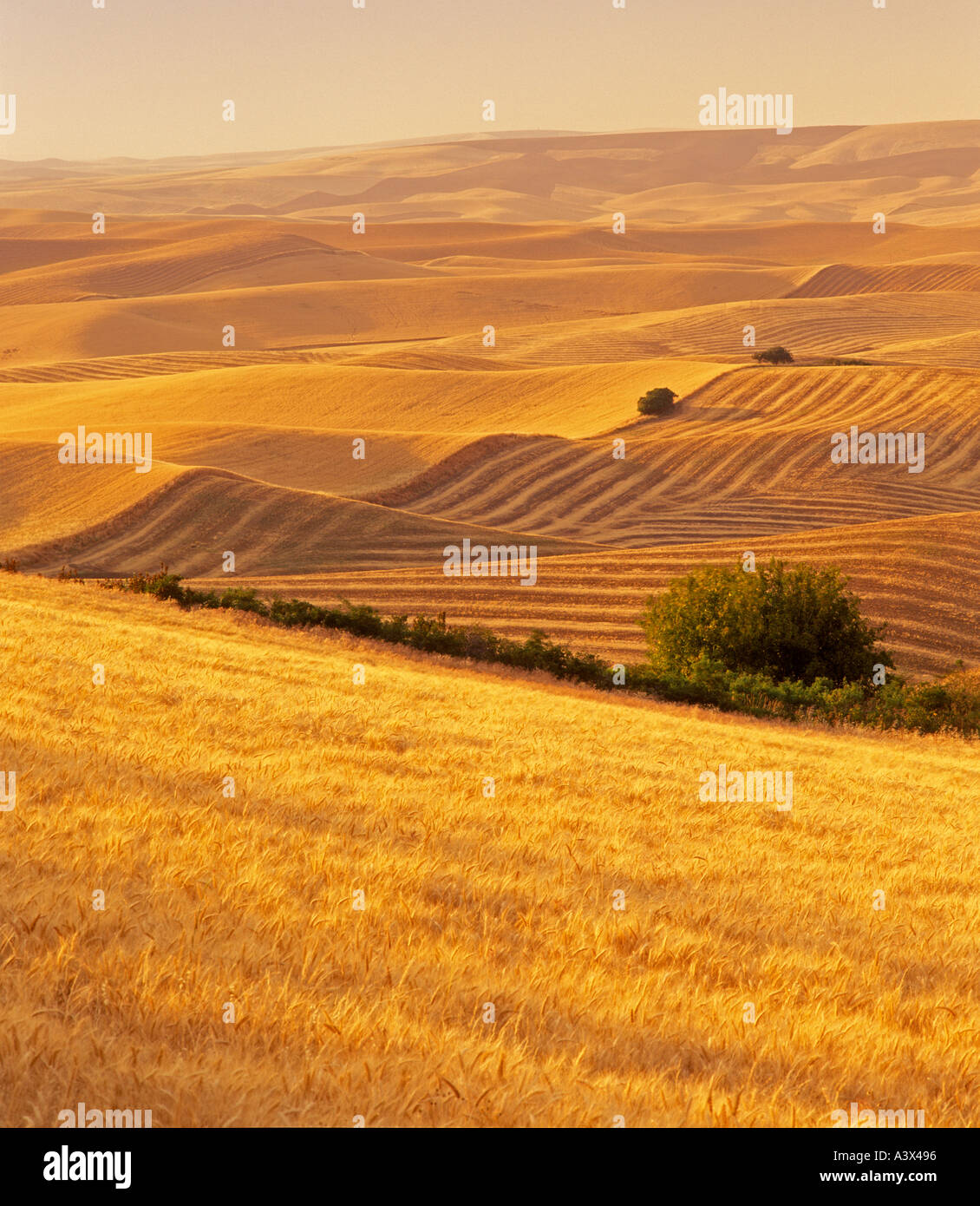 Rolling wheat fields and harvested land Near Colfax Oregon Stock Photo ...