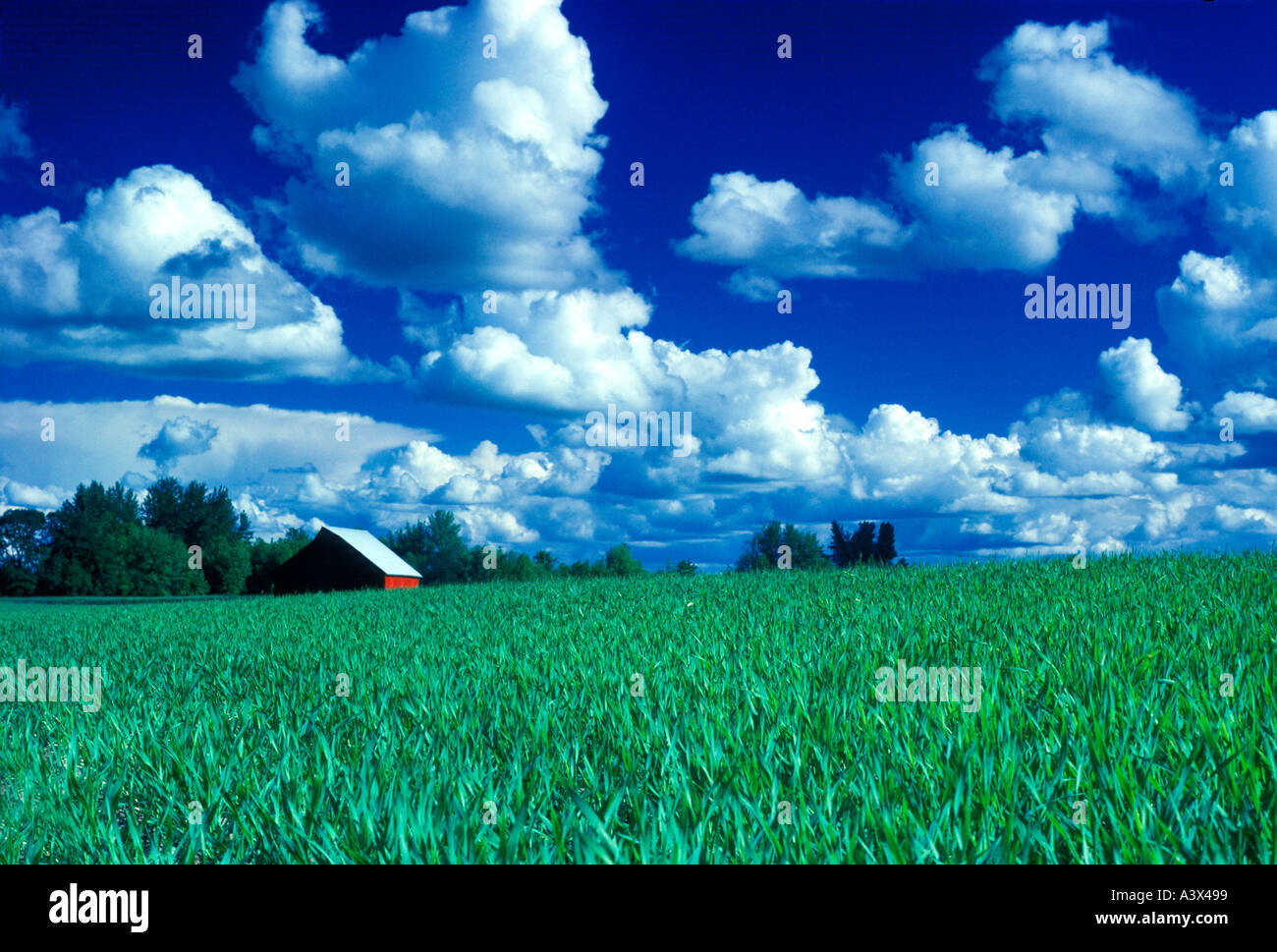 Oats barn and clouds Near Monroe Oregon Stock Photo - Alamy