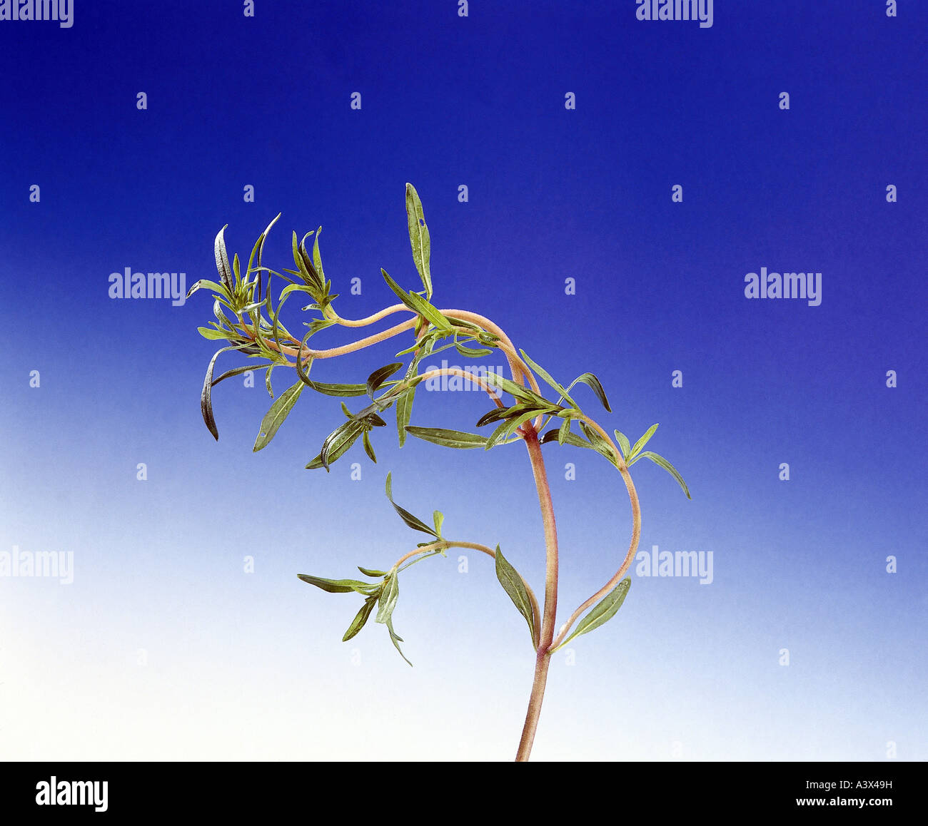 botany, Verbena, Common Vervain, (Verbena officinalis), studio shot ...