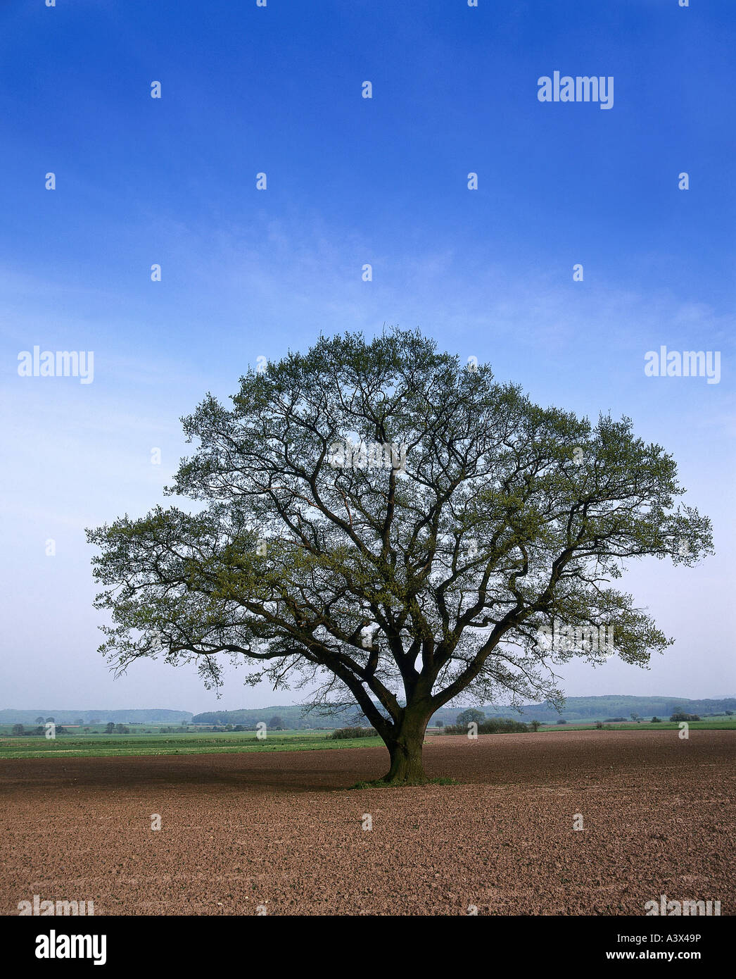 botany, oak, (Quercus), in field, tree, spring, Hesse, landscape ...