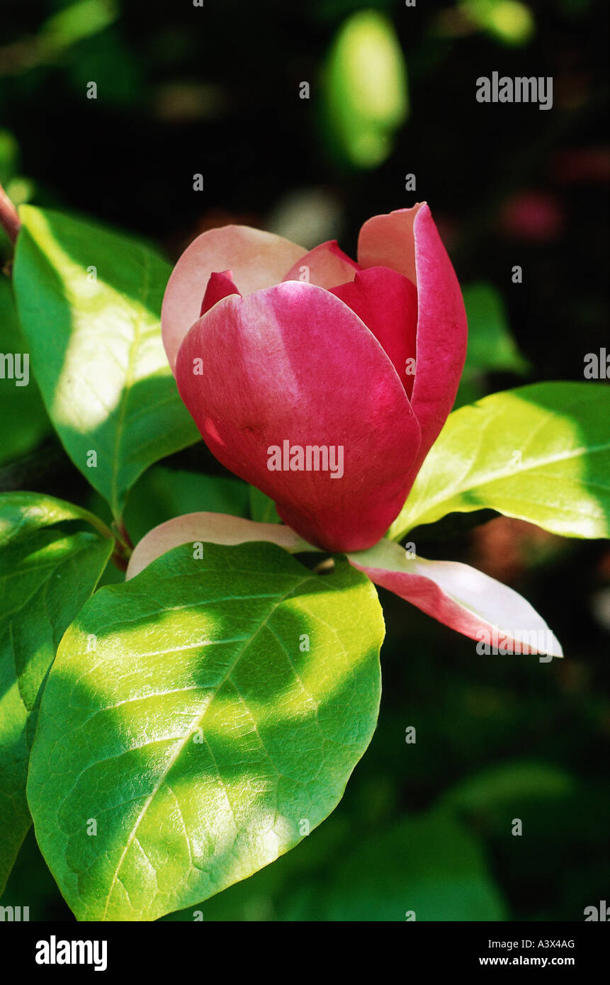 botany, Magnolia, (Magnolia), Saucer magnolia, (Magnolia soulangiana ...