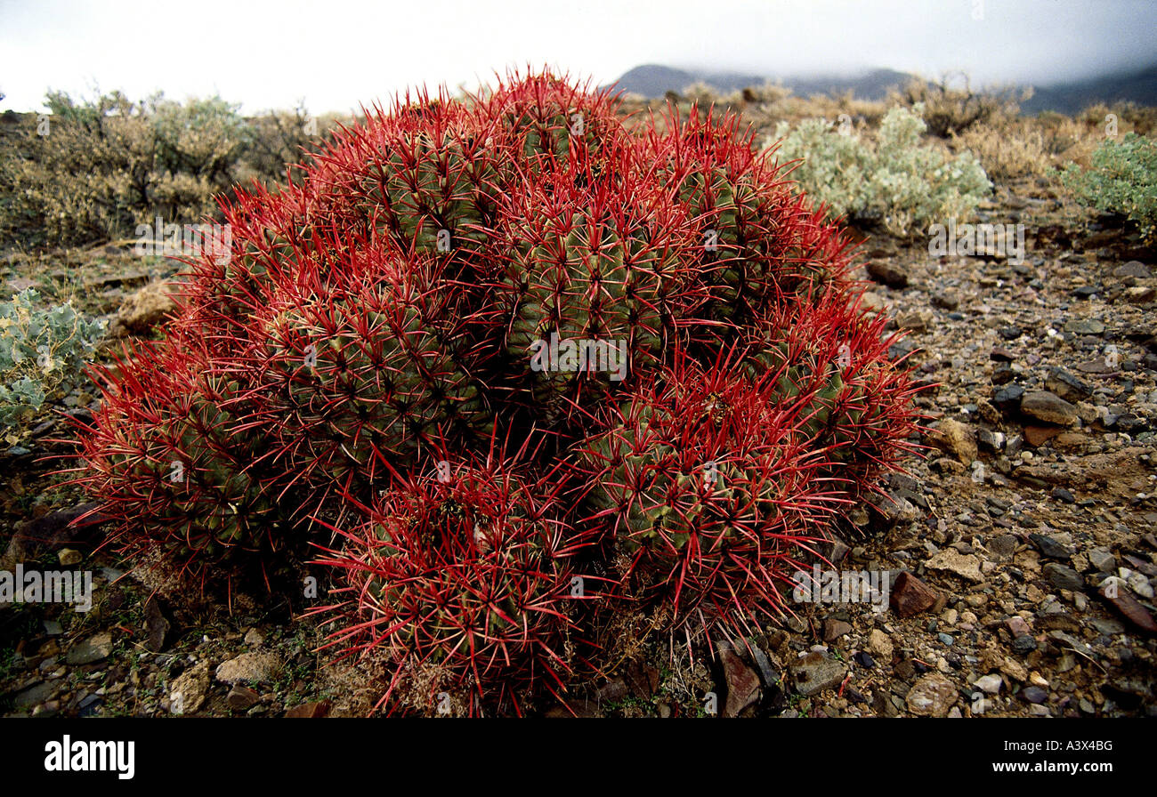botany, cactii, (Cactaceae), Ferocactus, Fishhook Barrel Cactus ...