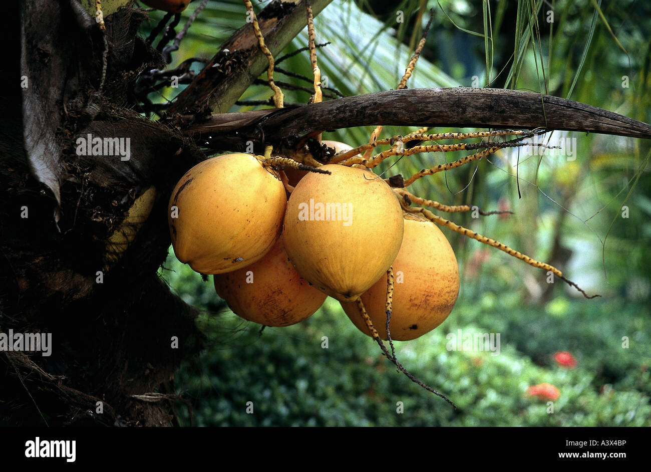 botany, Coconut, (Cocos nucifera), fruits at palm tree, Arecaceae ...