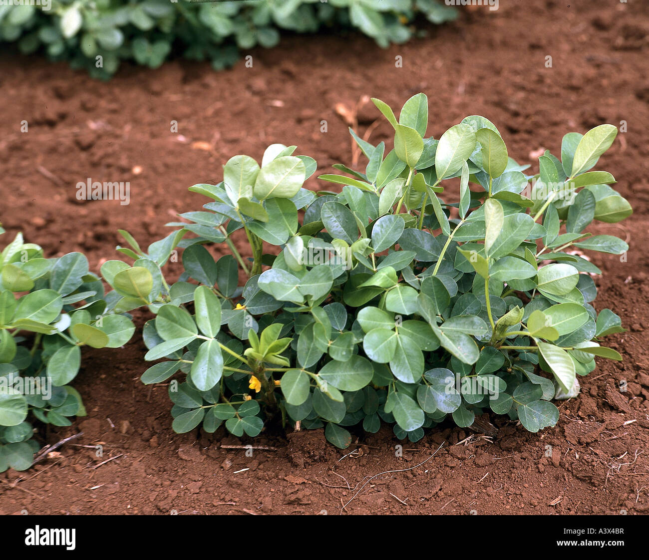 botany, Peanut, (Arachis hypogaea), fruits at shoot, on field, plants ...