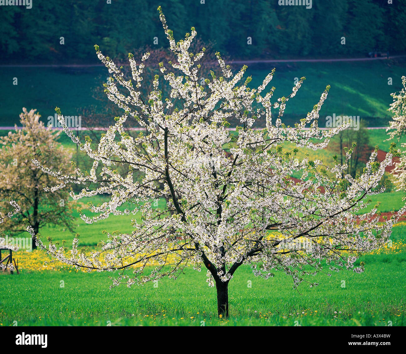 botany, Cherry, (Prunus avium), cherry tree, on meadow, trees, white ...
