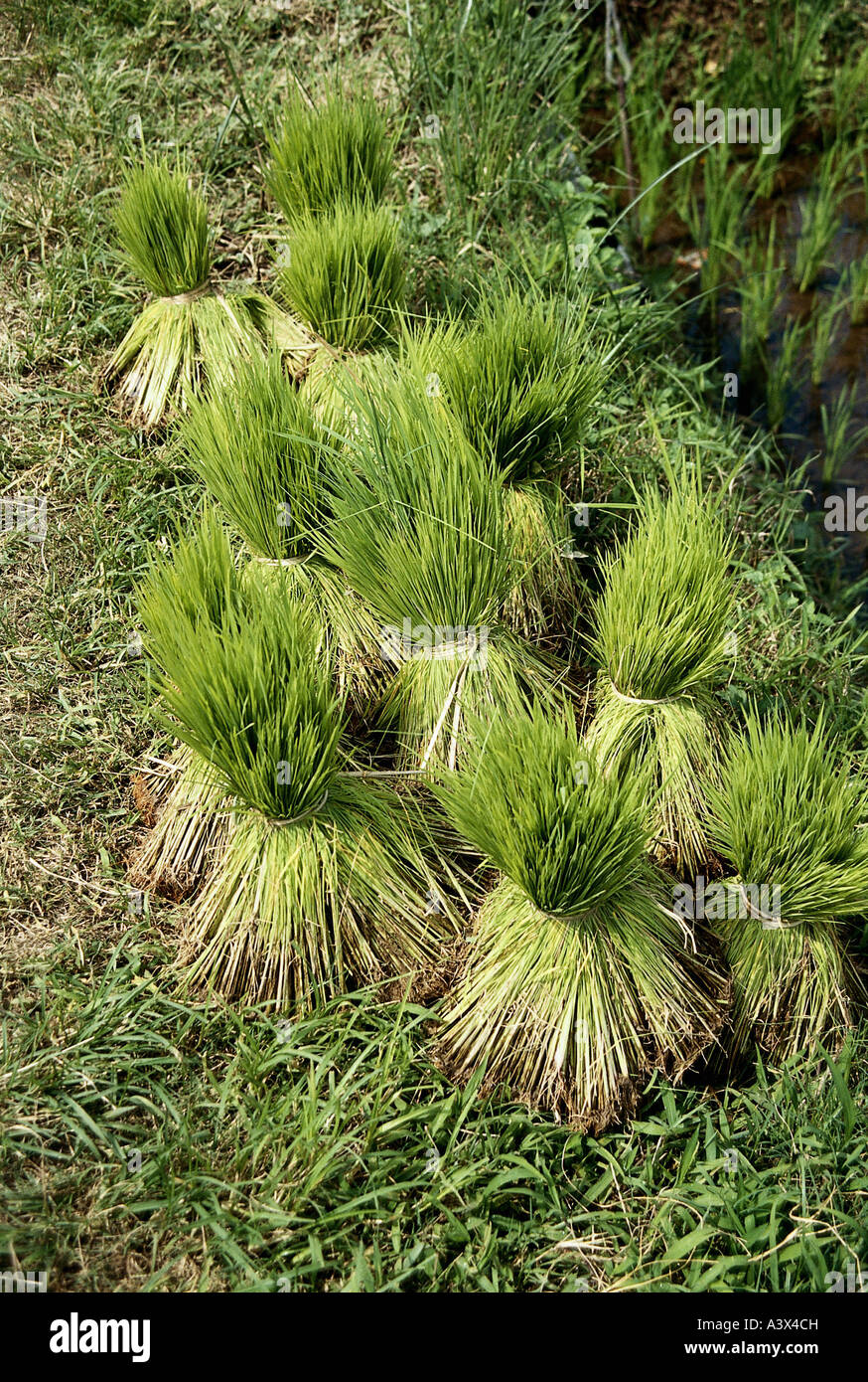 botany, rice, (Oryza sativa), rice bundles for cultivating, cultivation ...