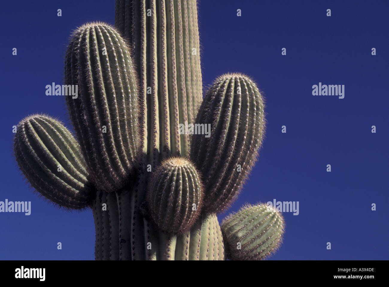Saguaro cactus photos hi-res stock photography and images - Alamy