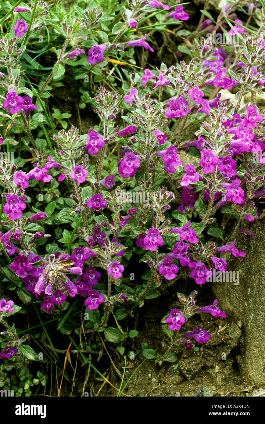 botany, Acinos, Alpine calamint, (Acinos alpinus), blooming, flowering ...