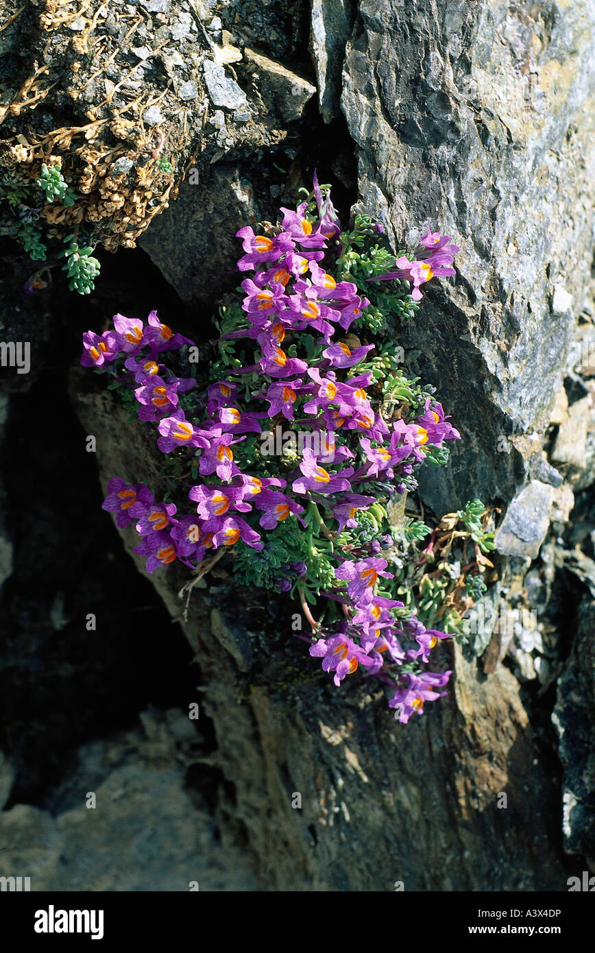 Alpine toadflax linaria alpina hi-res stock photography and images - Alamy