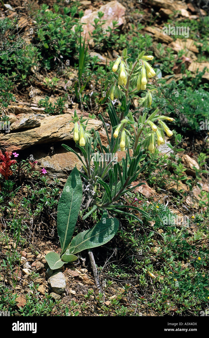 botany, Onosma, (Onosma), Onosma tridentina, (Onosma tridentina), in ...