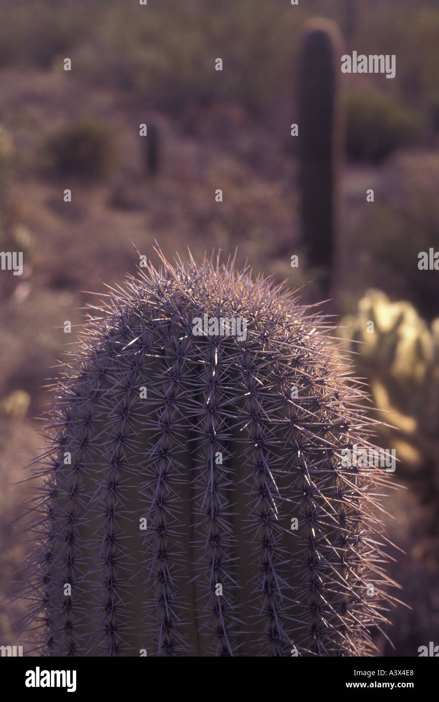 Saguaro cactus photos hi-res stock photography and images - Alamy