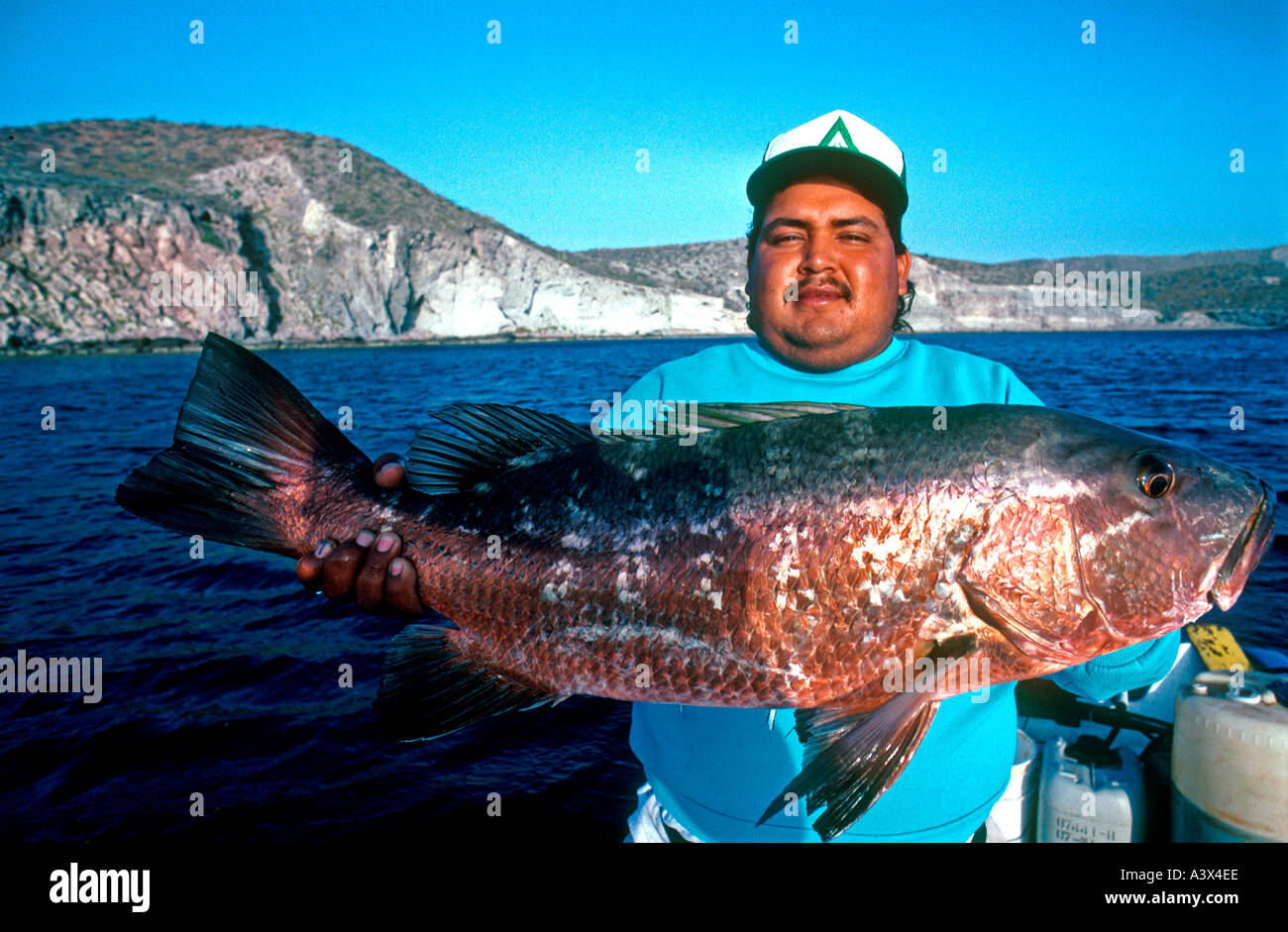 Large snapper Baja California Sur Mexico Stock Photo - Alamy