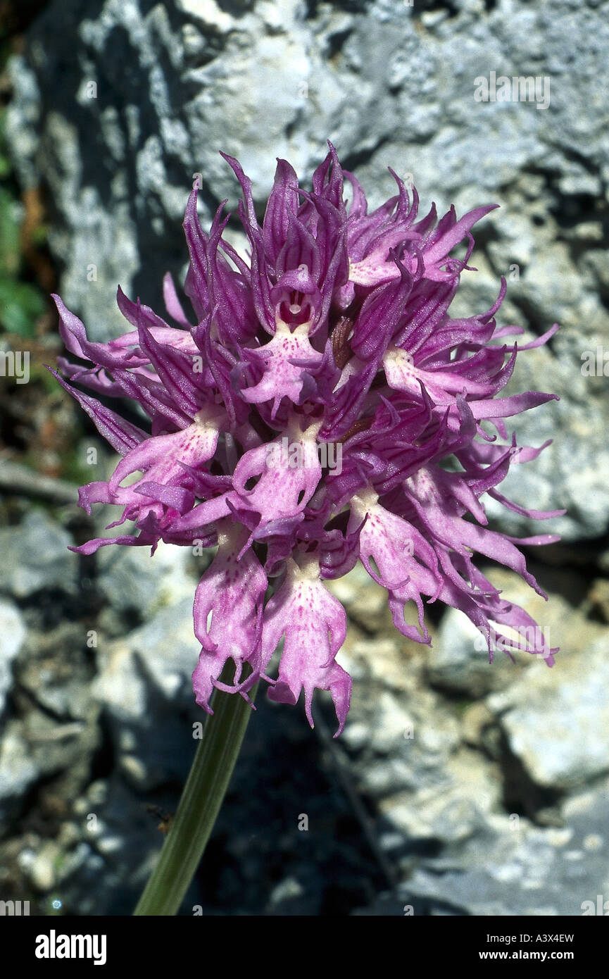 botany, Orchid, (Orchis), species, Italian Orchid, (Orchis italica ...