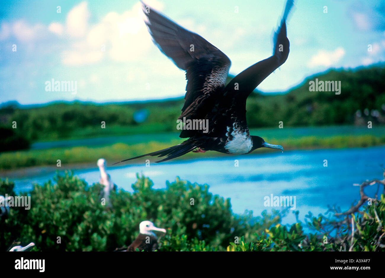 Lesser frigate birds hi-res stock photography and images - Alamy