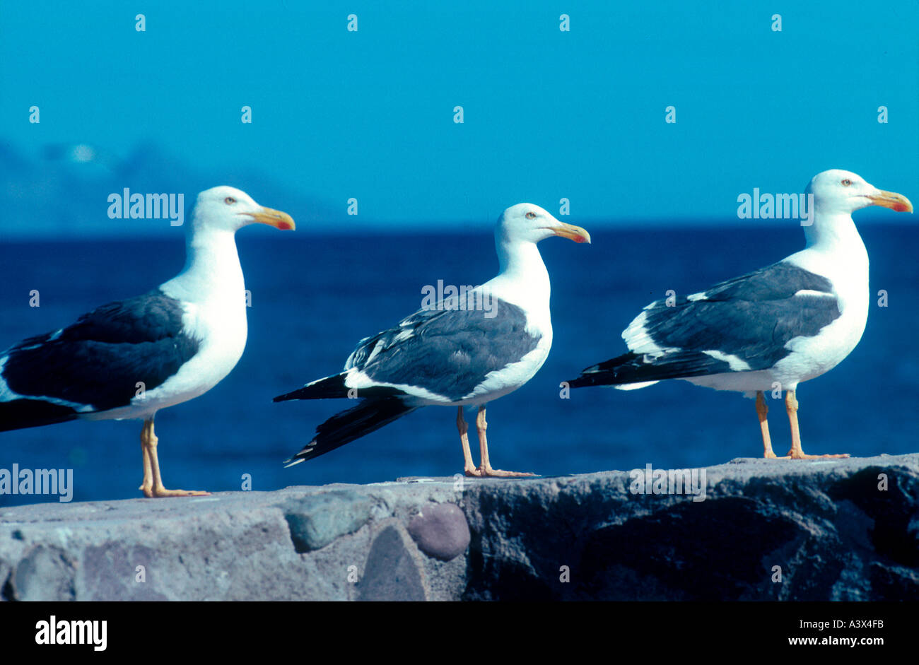 Three large gulls on wall facing same direction Loreto Baja California ...