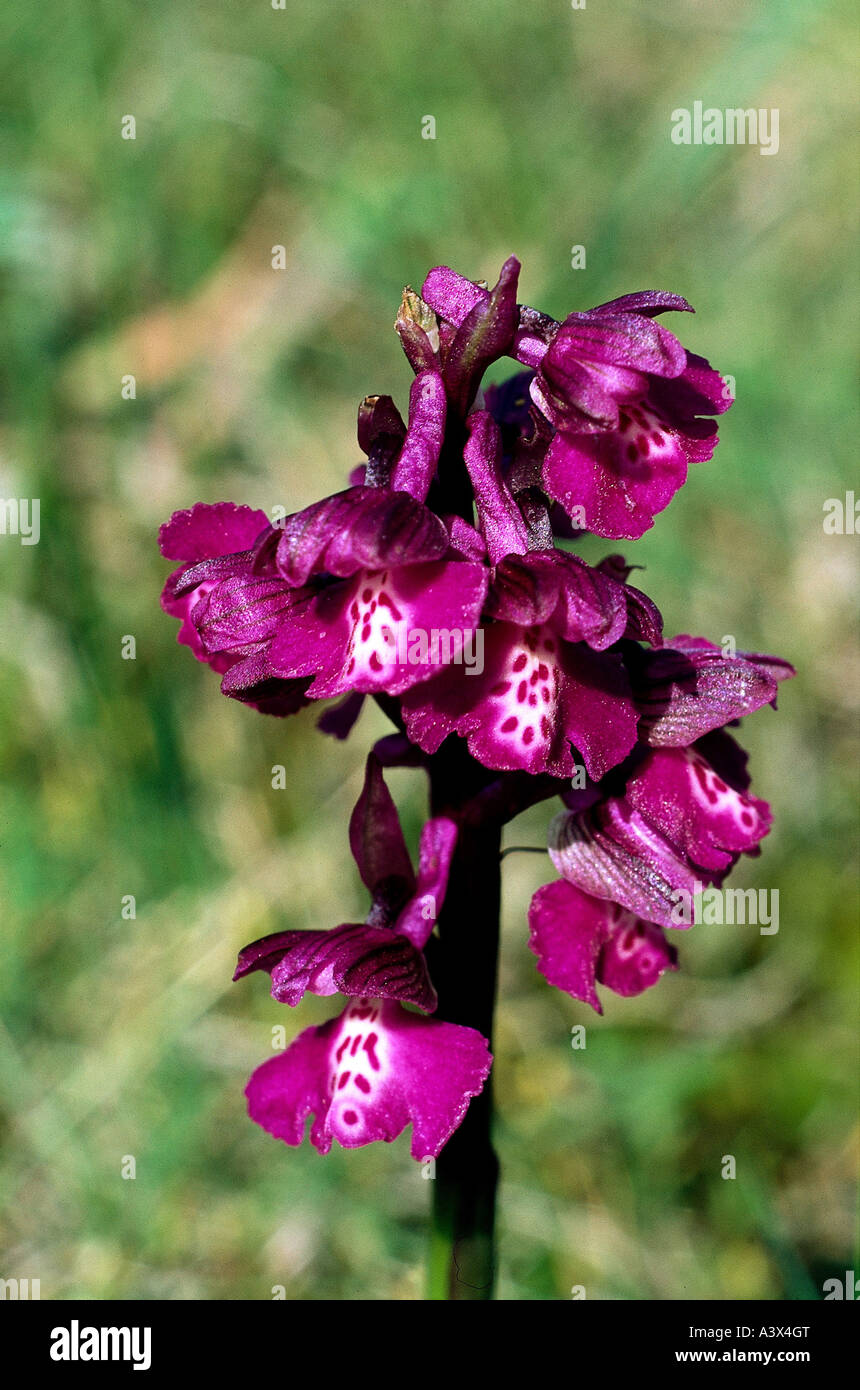 Species orchis morio hi-res stock photography and images - Alamy