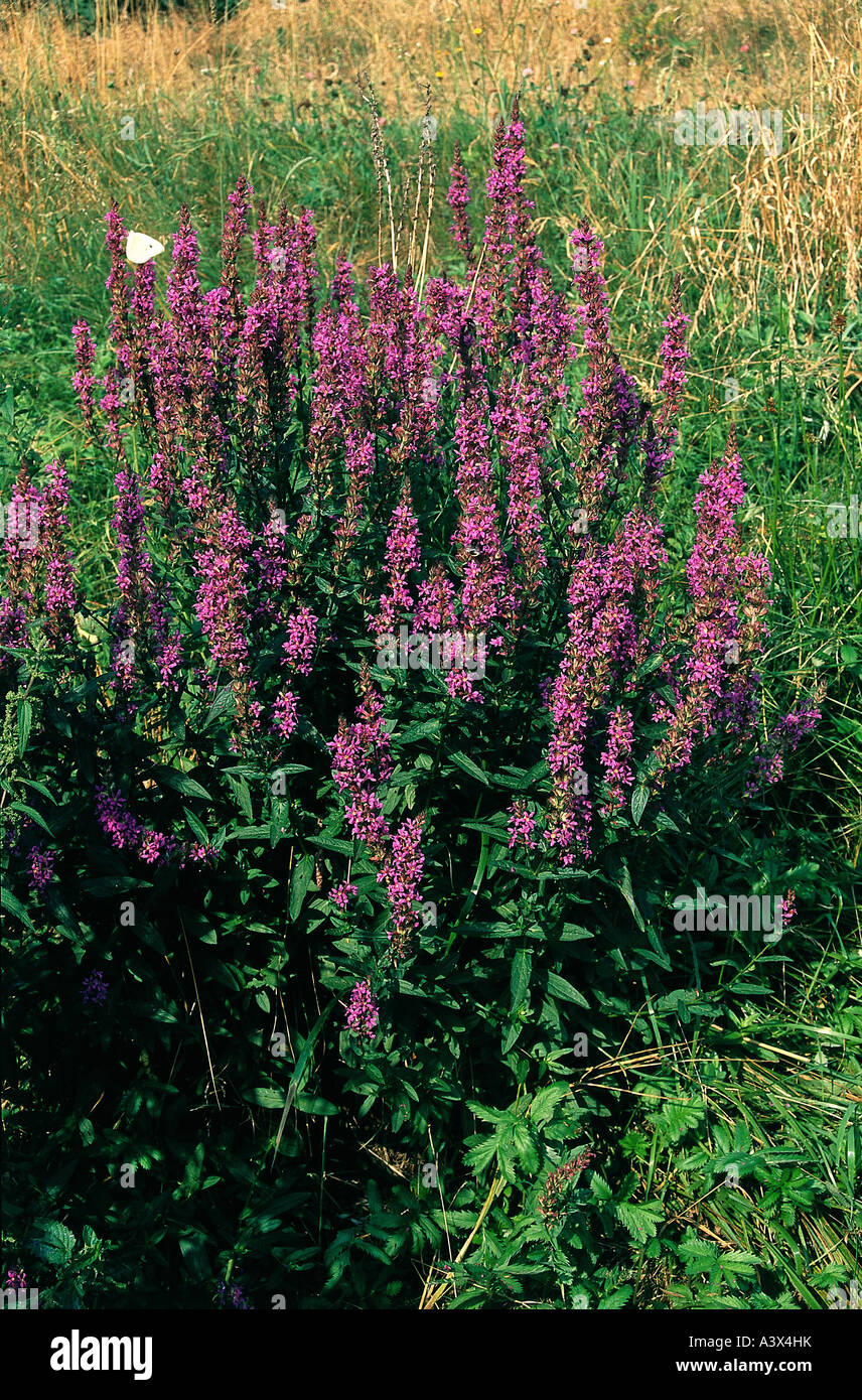 botany, loosestrife, (Lythrum), Purple loosestrife, (Lythrum salicaria ...