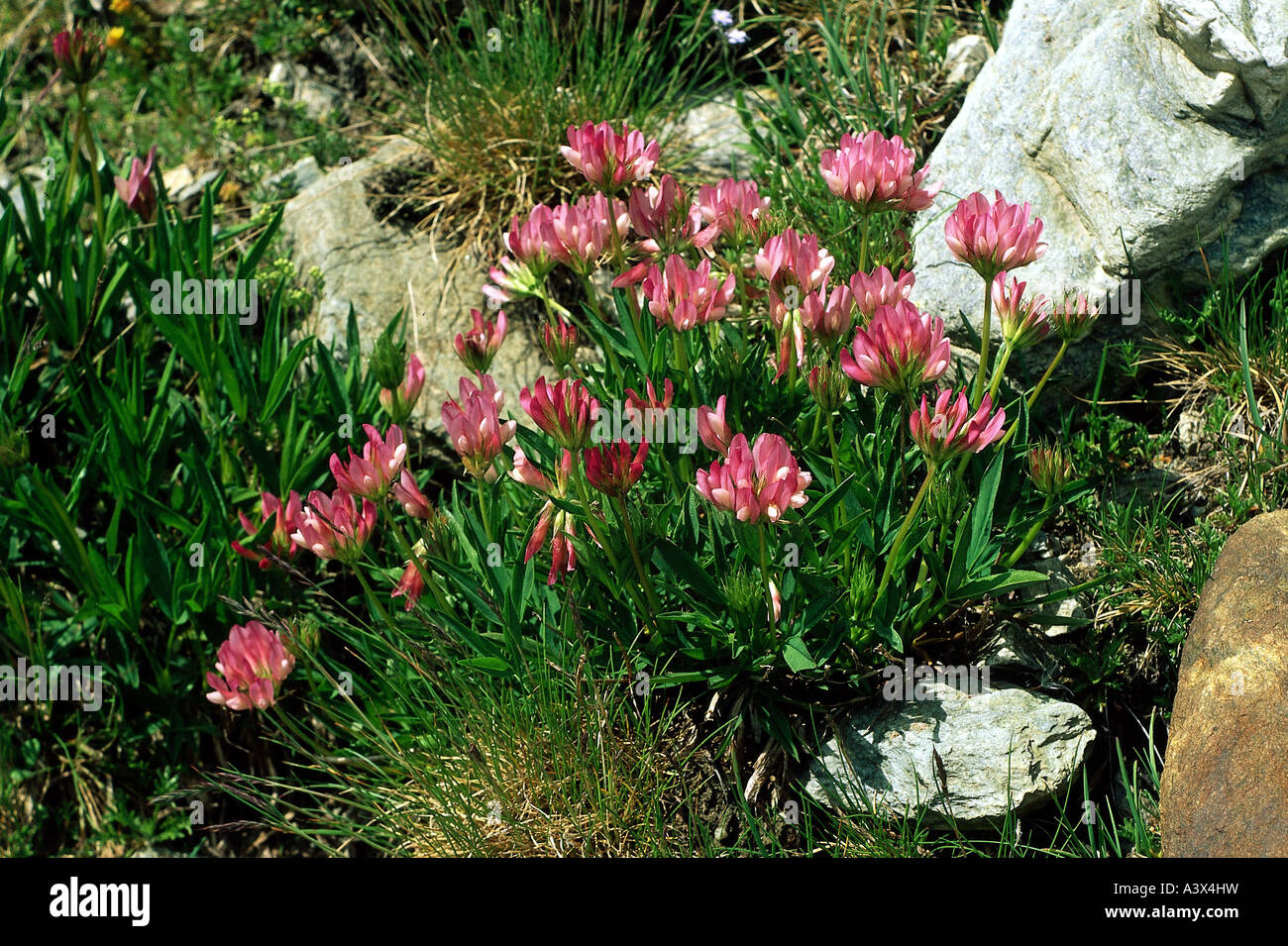 botany, clover, (Trifolium), Alpine clover, (Trifolium alpinum), in ...