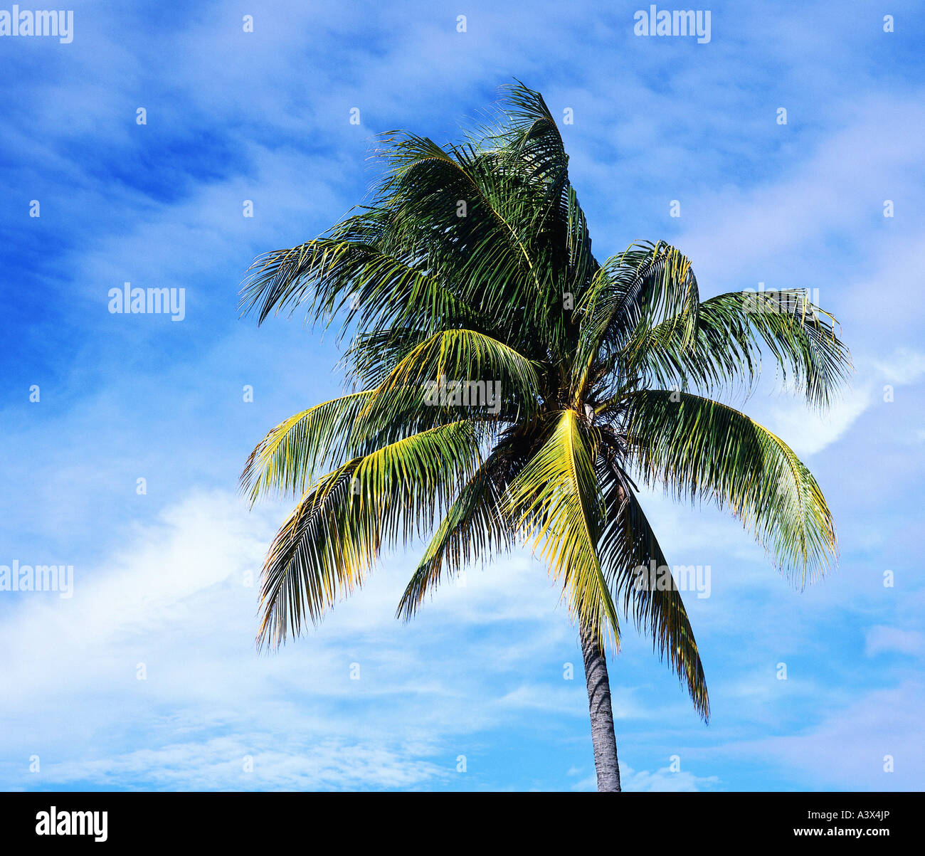 botany, coconut, (Cocos nucifera), palm crown, tree, Arecaceae ...