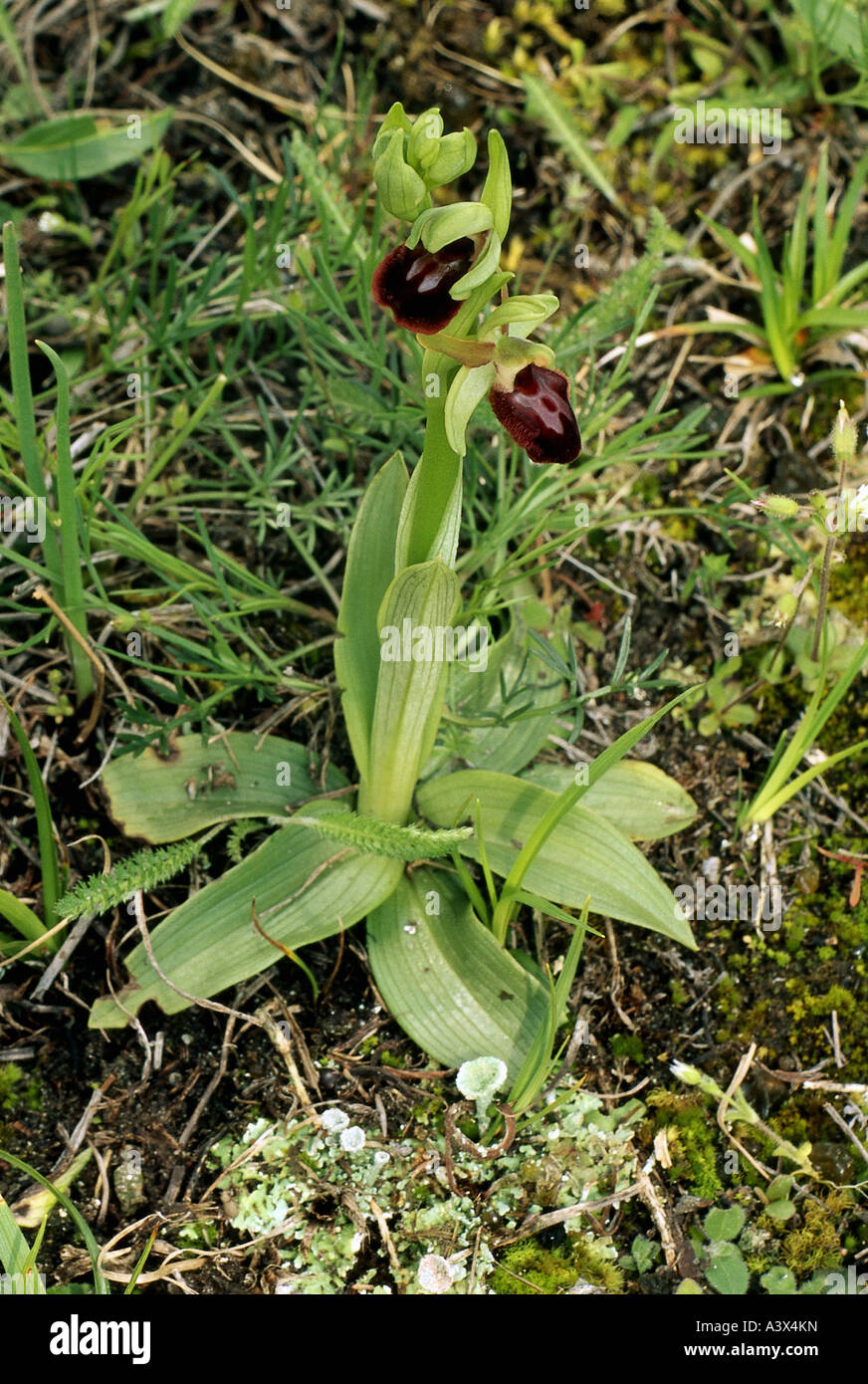 botany, Ophrys, Spider Orchid, (Ophrys sphegodes), in meadow, orchid ...