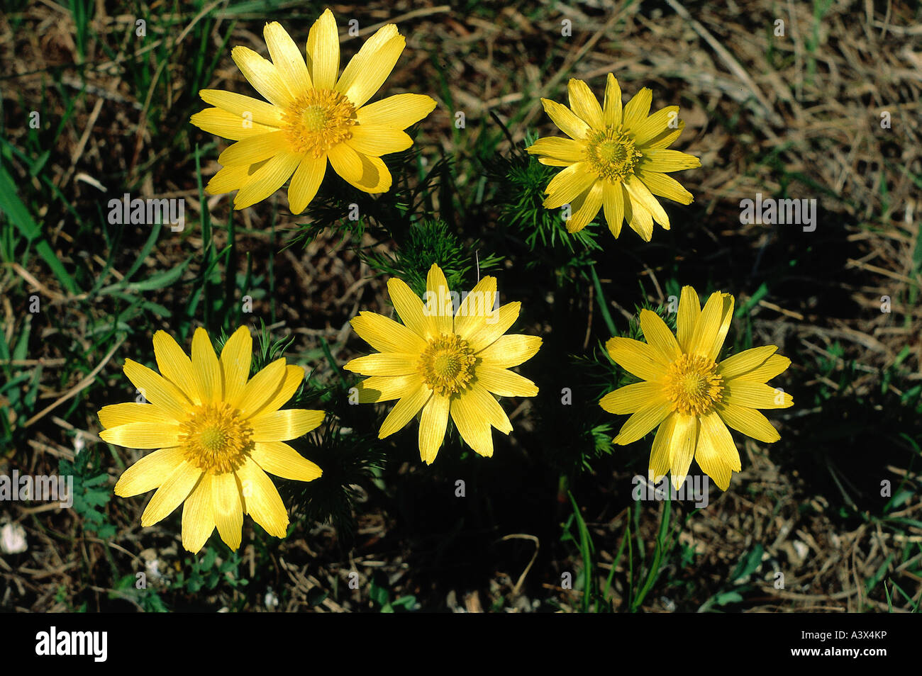 botany, Adonis, pheasant`s eye, (Adonis vernalis), blossoms, blooming ...