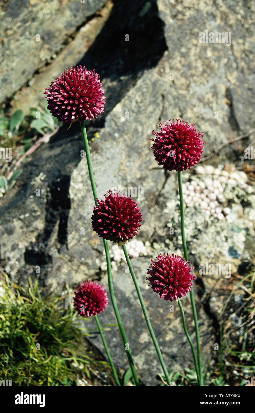 botany, leek, (Allium), Chives, (Allium schoenoprasum), blossoms, red ...