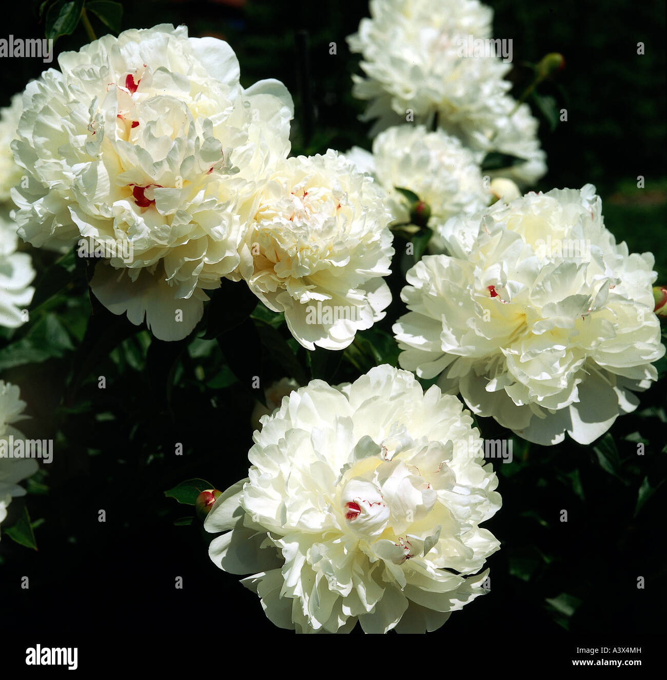 botany, Peony, (Paeonia), European Peony, (Paeonia officinalis ...