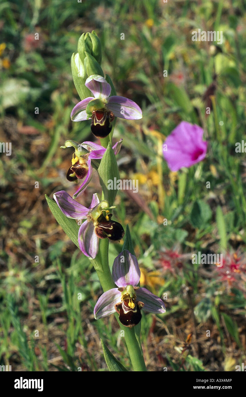 botany, Ophrys, Bee Orchid, (Ophrys apifera), Blossoms and buds, at ...