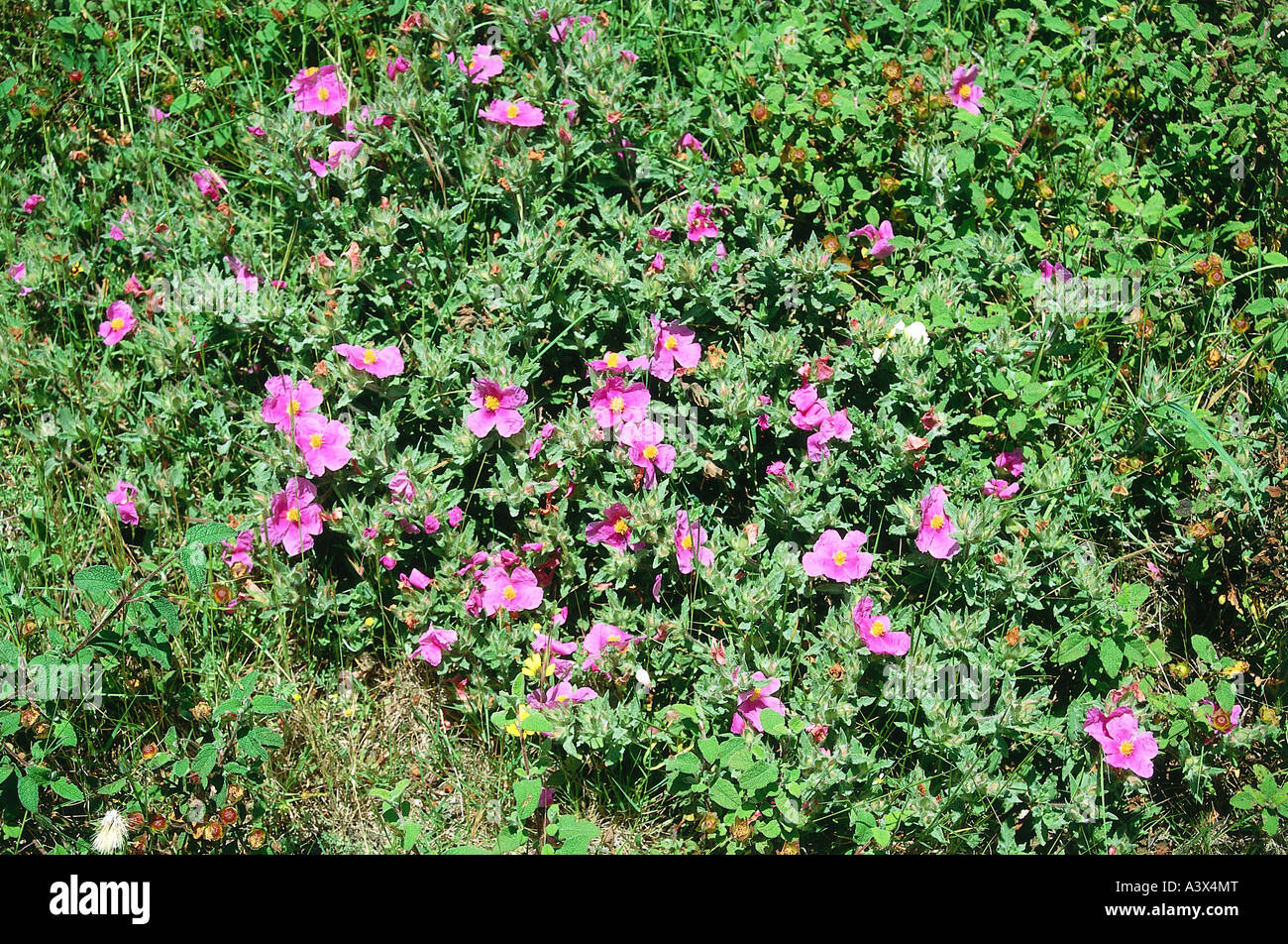 botany, Cistus, Cistus villosus, in meadow, Dilleniidae, Cistaceae ...