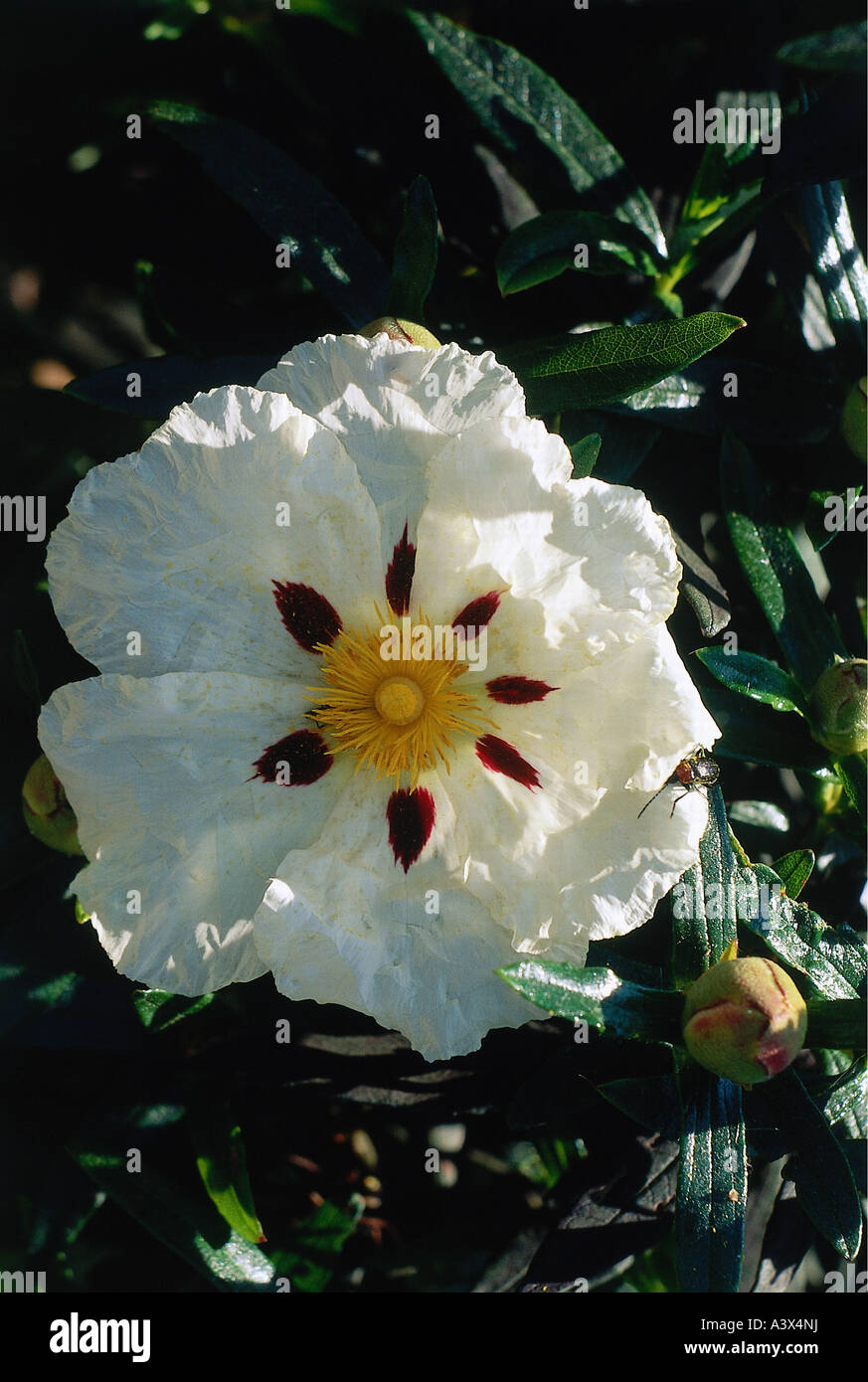 botany, Cistus, Gum rockrose, (Cistus ladanifer), blossom, Dilleniidae ...