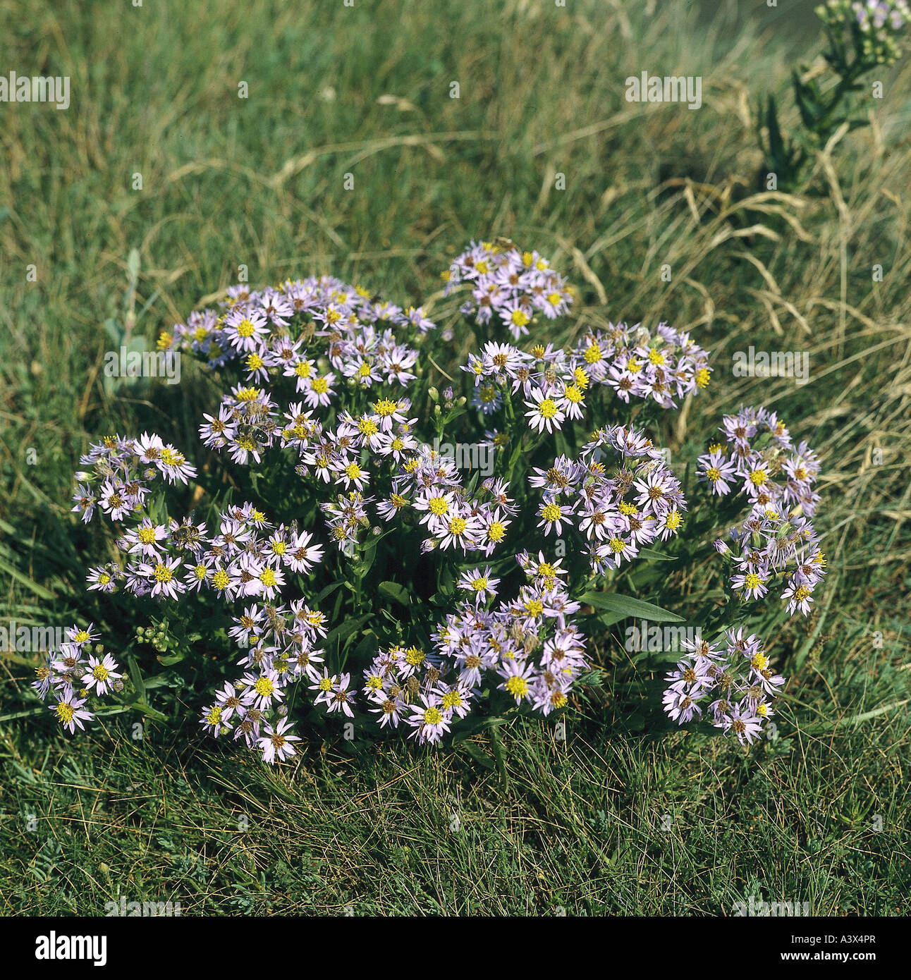 botany, Aster, (Aster), Sea Aster, (Aster tripolium), in meadow, purple ...