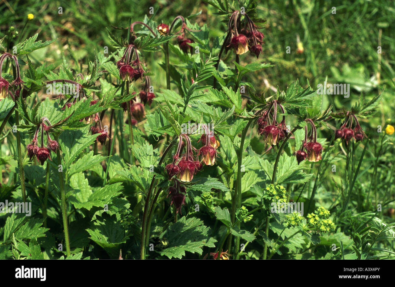 botany, Avens, (Geum), Water Avens, (Geum rivale), buds and blossoms ...