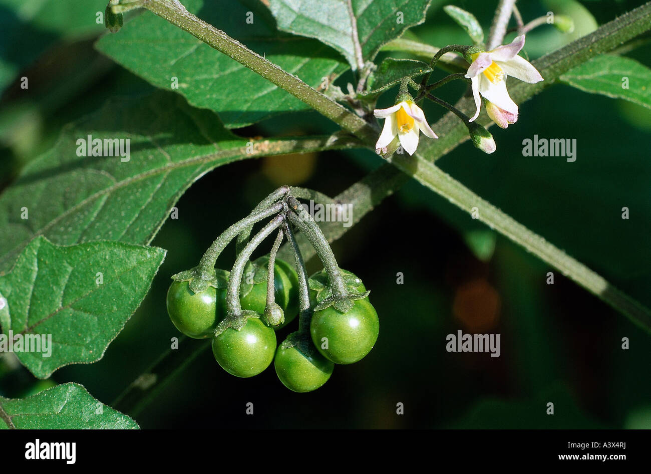 botany, nightshade, (Solanum), Black nichtshade, (Solanum nigrum ...
