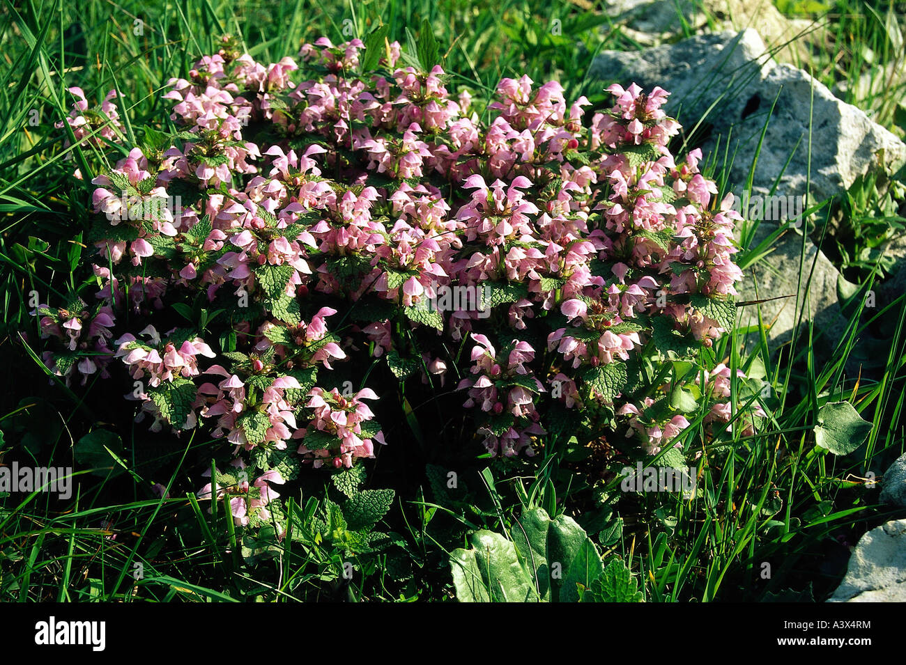 botany, Pedicularis, (Pedicularis), Crusted Lousewort, (Pedicularis ...