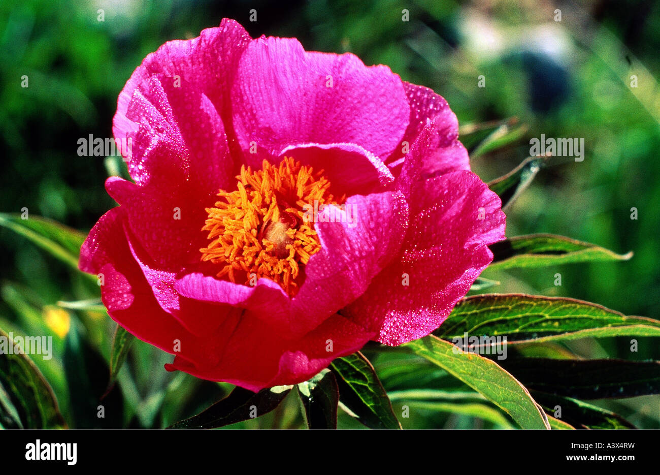 botany, Peony, (Paeonia), Balkan Peony, (Paeonia mascula), blossom ...
