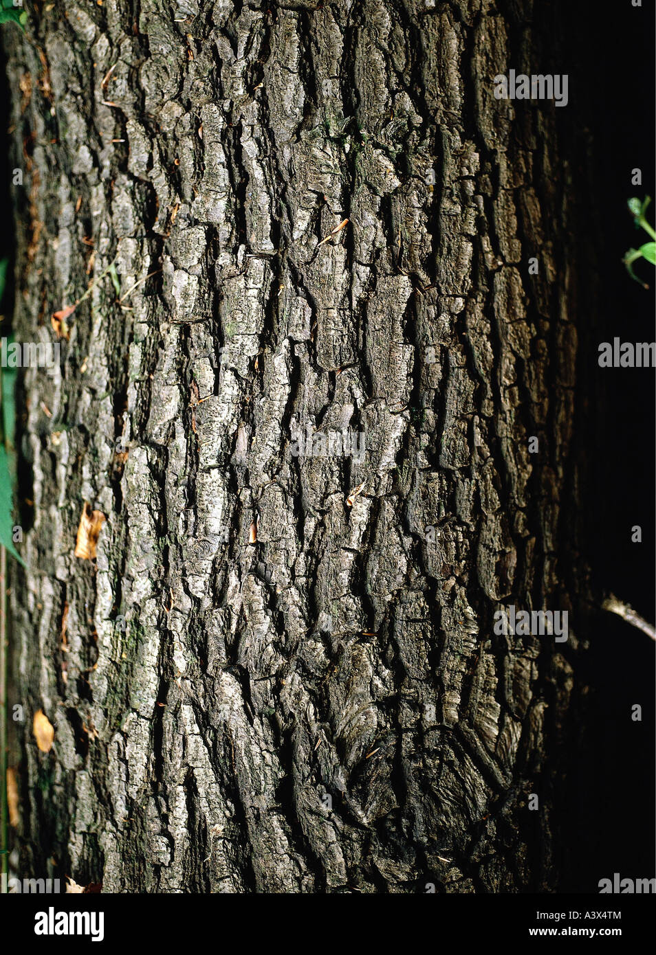 botany, pine, (Pinus), bark, tree trunk, log, bole, Pinaceae ...