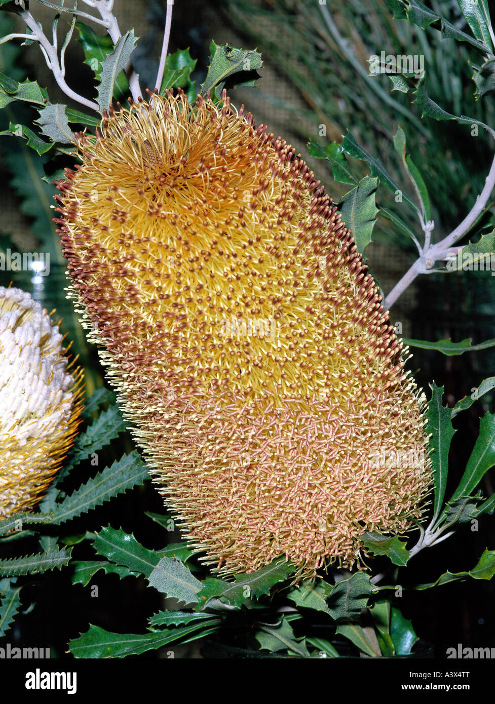 botany, Banksia, Ashby`s Banksia, (Banksia ashby), blossom, at branch ...