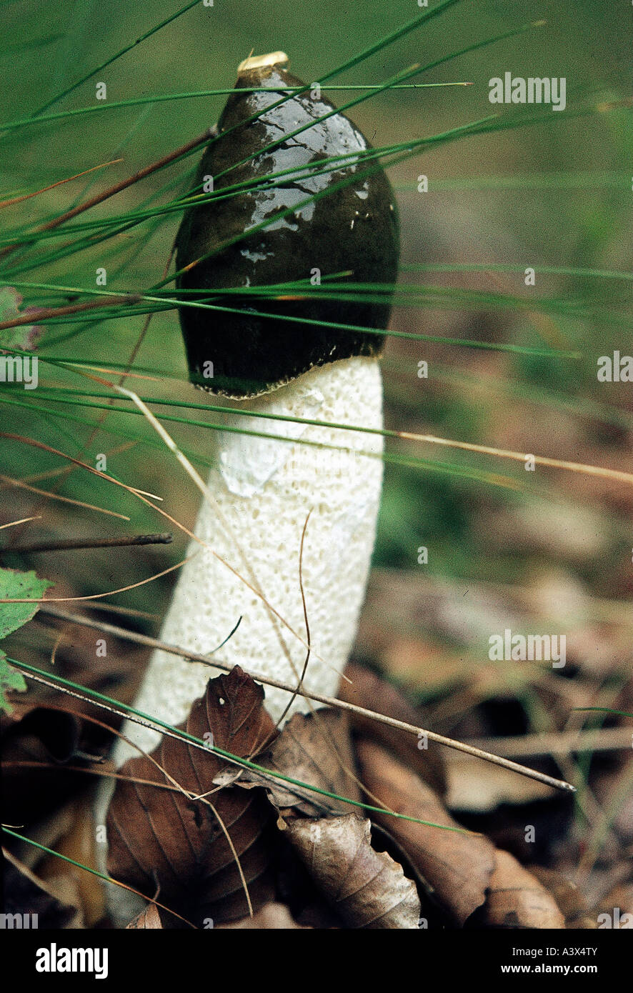 Phallus form hi-res stock photography and images - Alamy