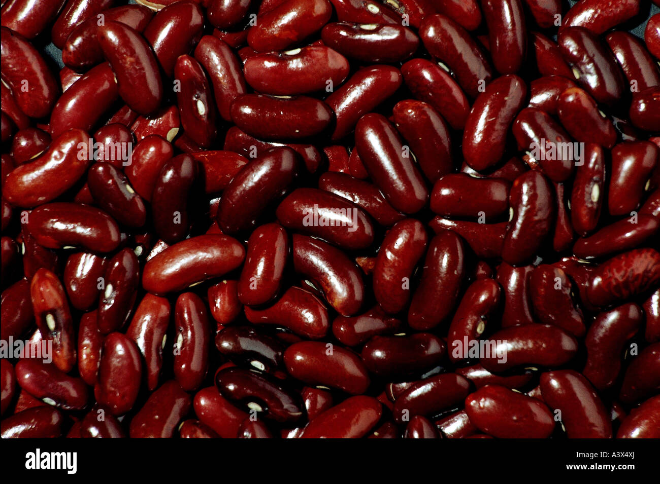 botany, bean, (Phaseolus), Azuki bean, (Phaseolus angularis), beans ...