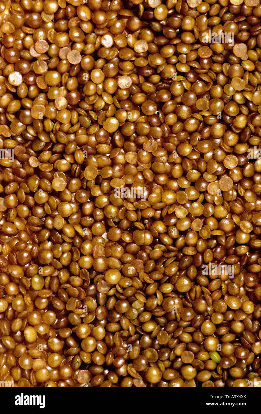 Ervum lens hi-res stock photography and images - Alamy