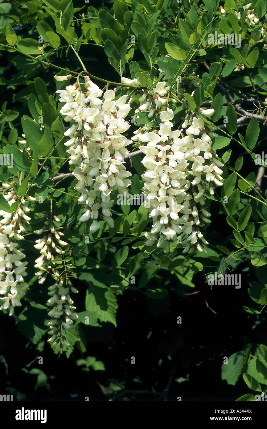 botany, Robinia, (Robinia), Black locust, (Robinia pseudoacacia ...