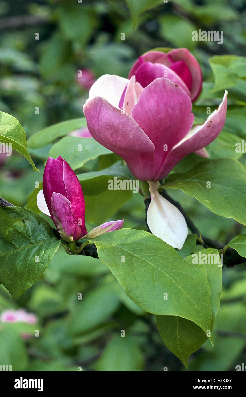 botany, Magnolia, (Magnolia), Saucer magnolia, (Magnolia soulangiana), blossom and bud, tulps ...