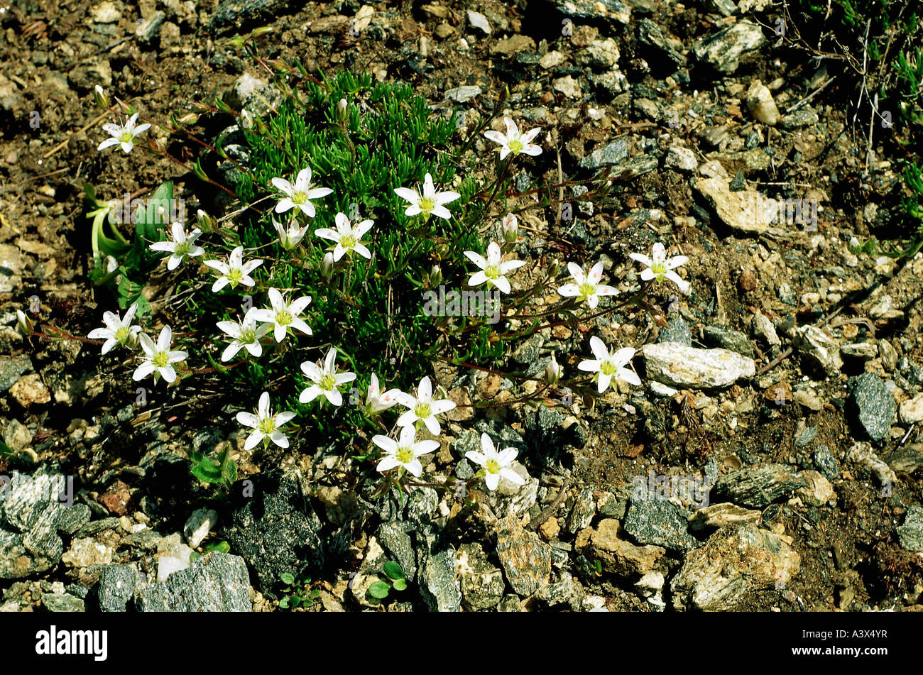 botany, Sandwort, (Minuartia), Recurved Sandwort, (Minuartia recurva ...