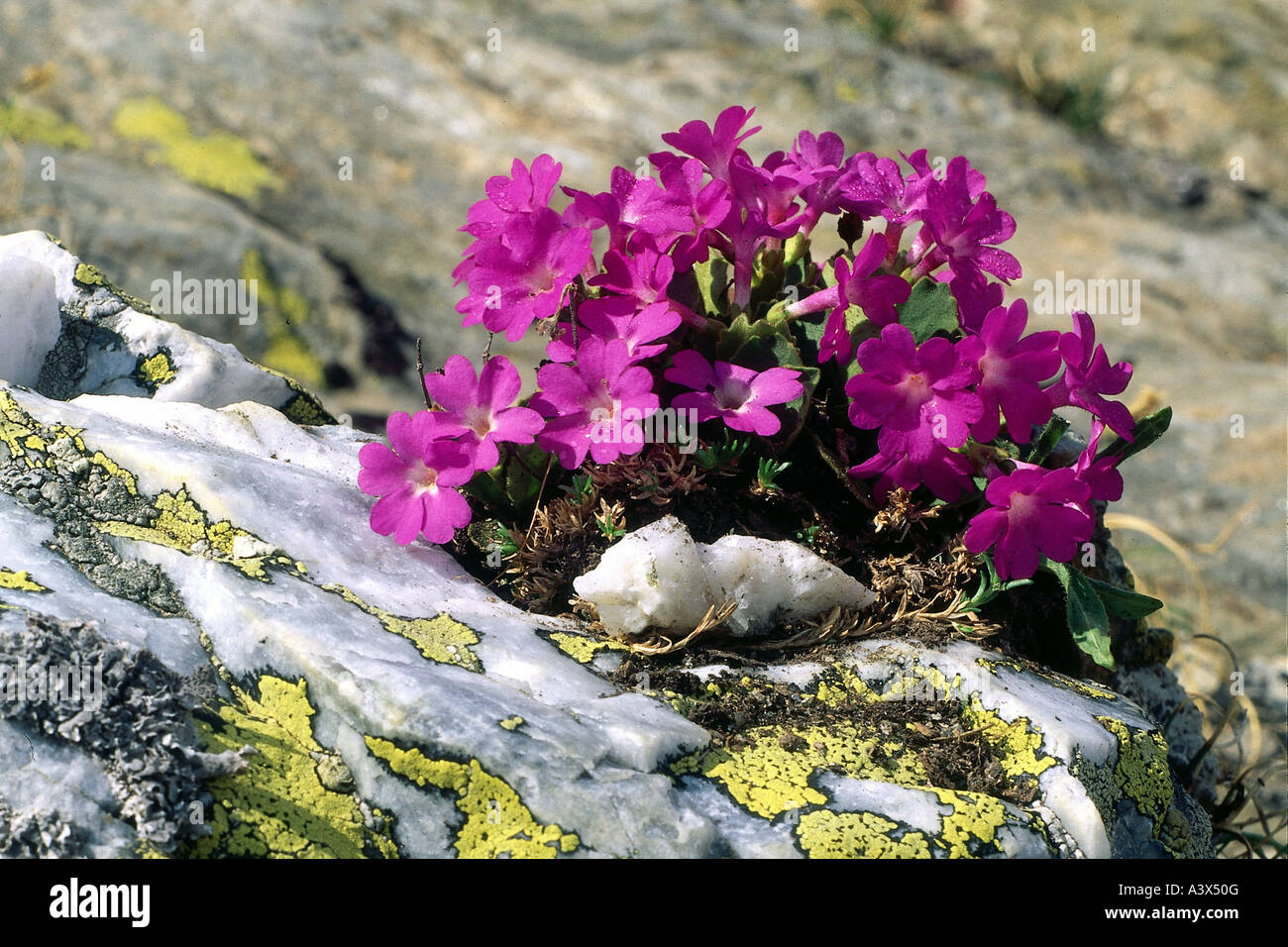 Hairy primrose primula hirsuta hi-res stock photography and images - Alamy