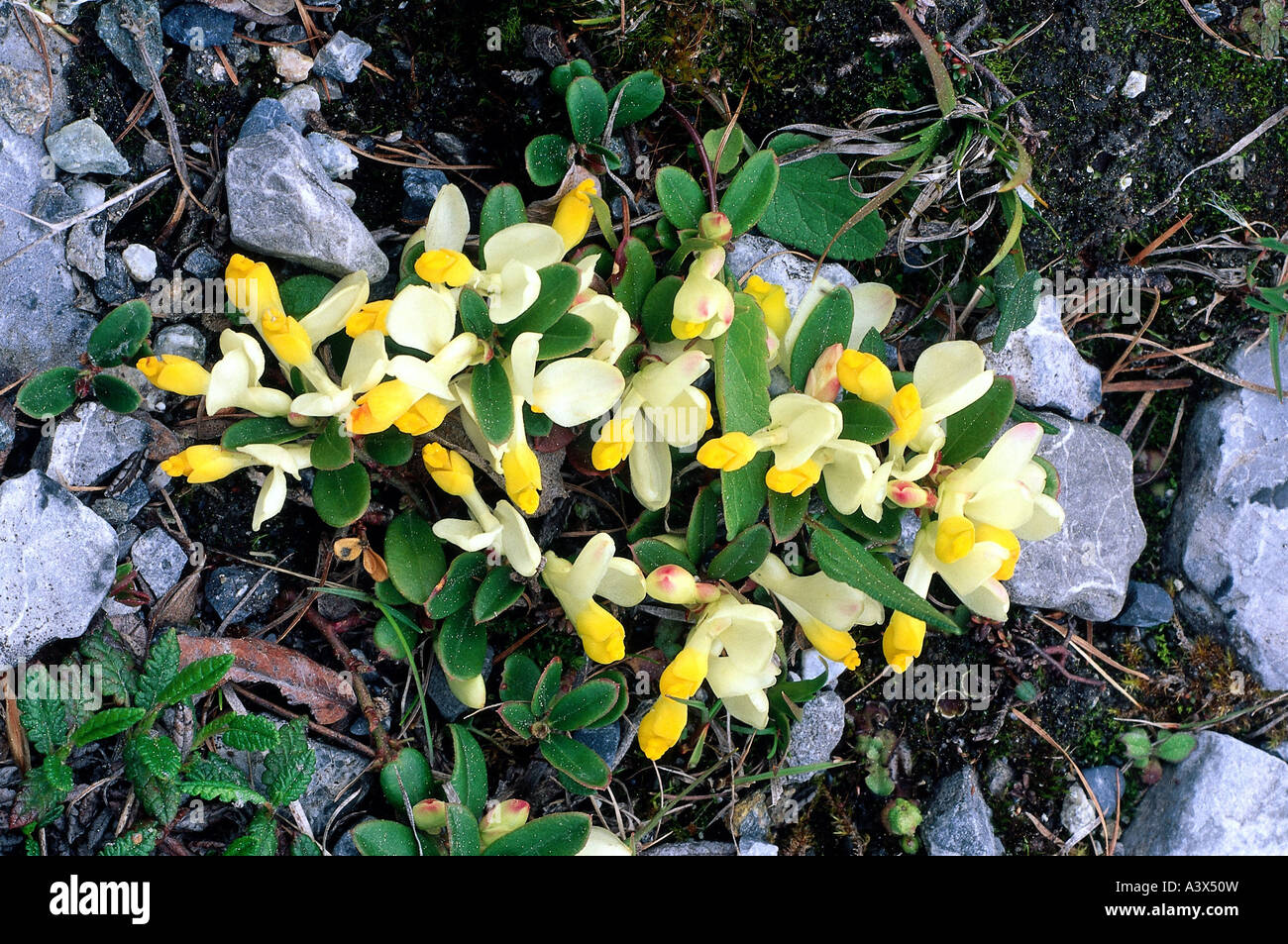 botany, milkwort, (Polygala), Shrubby Milkwort, (Polygala chamaebuxus ...