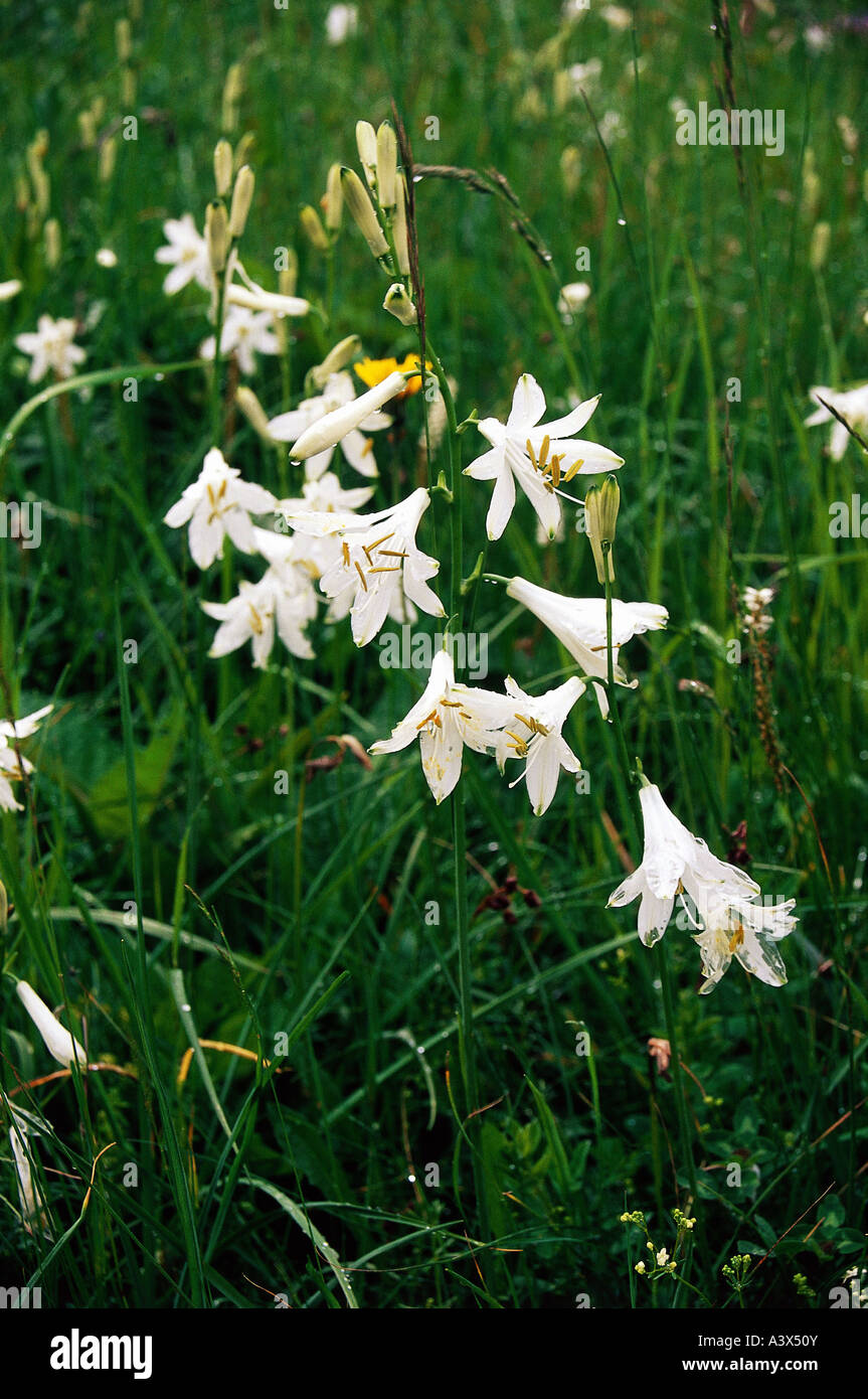 botany, St Bruno`s lily, (Paradisea liliastrum), lilies in meadow ...
