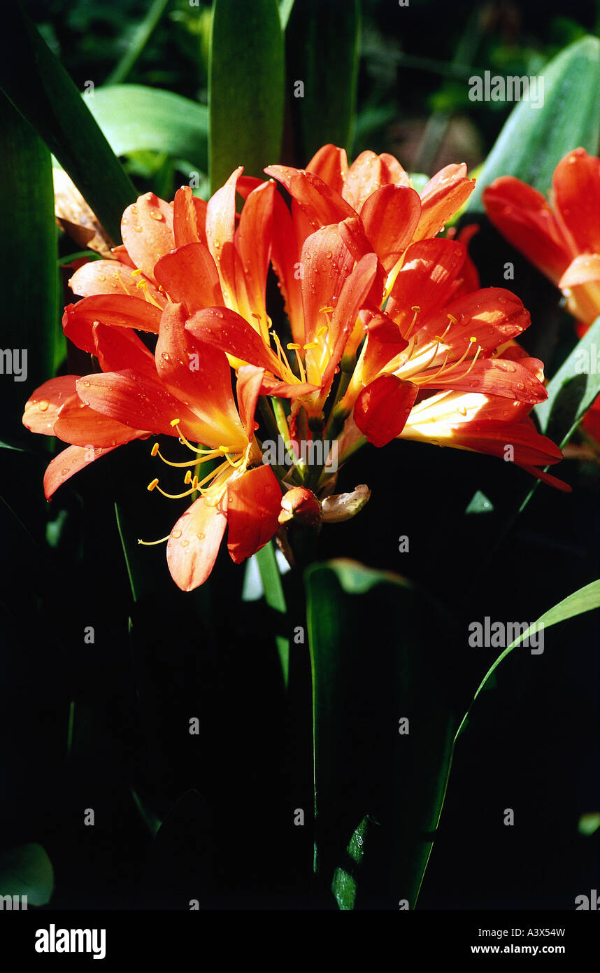 botany, Clivia, Bush Lily, (Clivia miniata), blossoms, orchid ...