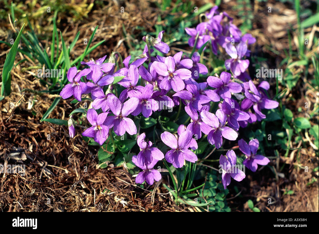 botany, Viola, species, Hairy violet, (Viola silvestris), on woodground ...